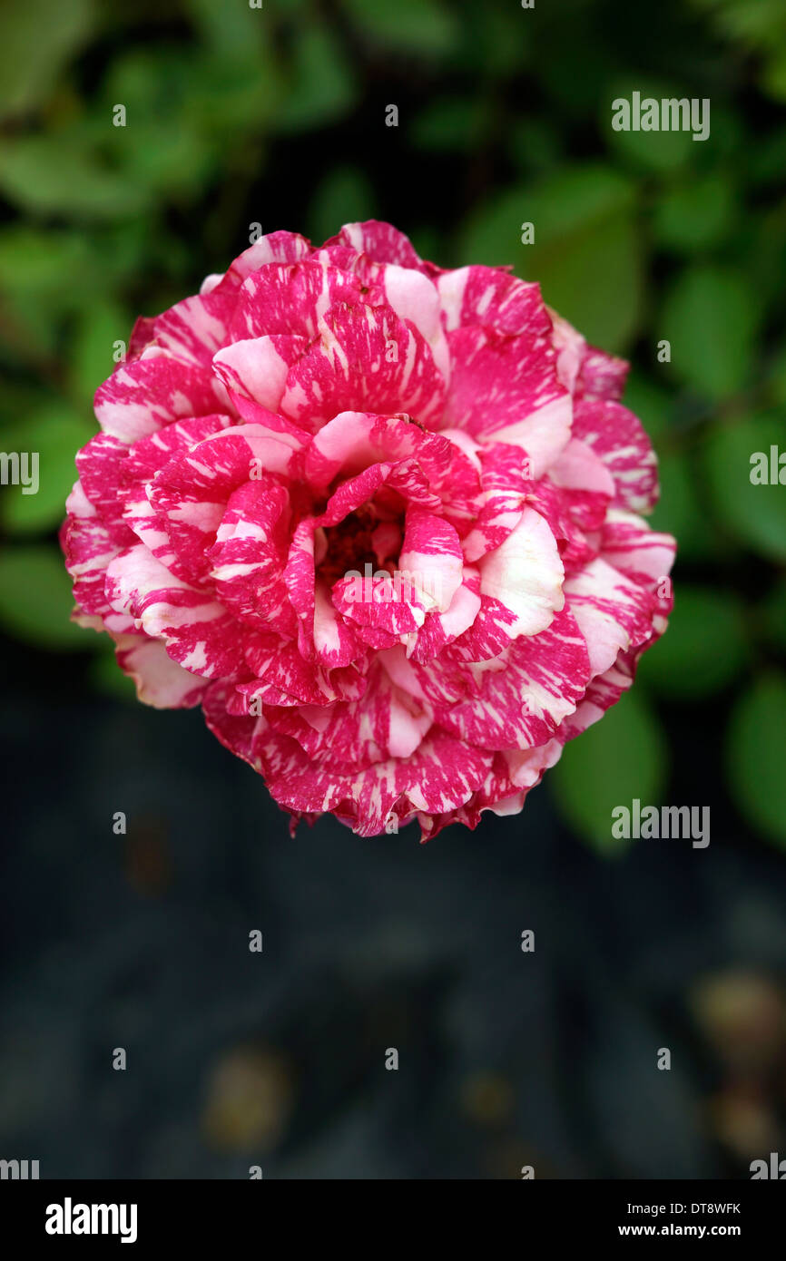 Rose ludwigs roses joostenberg hi-res stock photography and images - Alamy