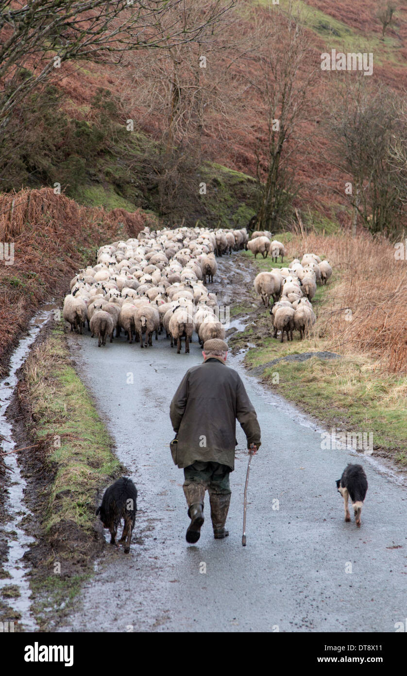 Farmer sheep england hi-res stock photography and images - Alamy