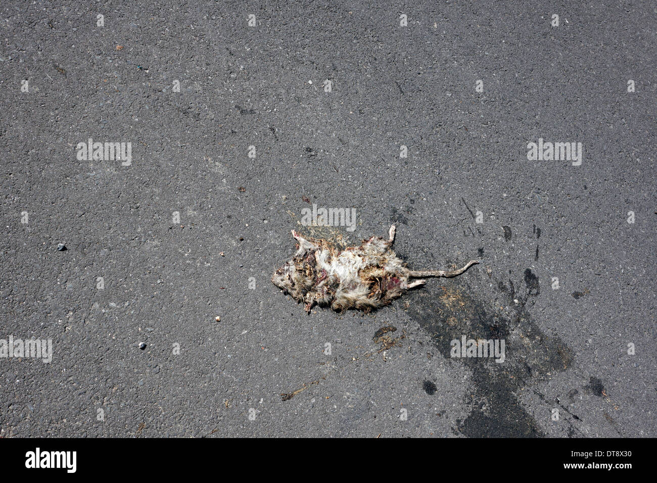 Dead rat in the road Stock Photo - Alamy
