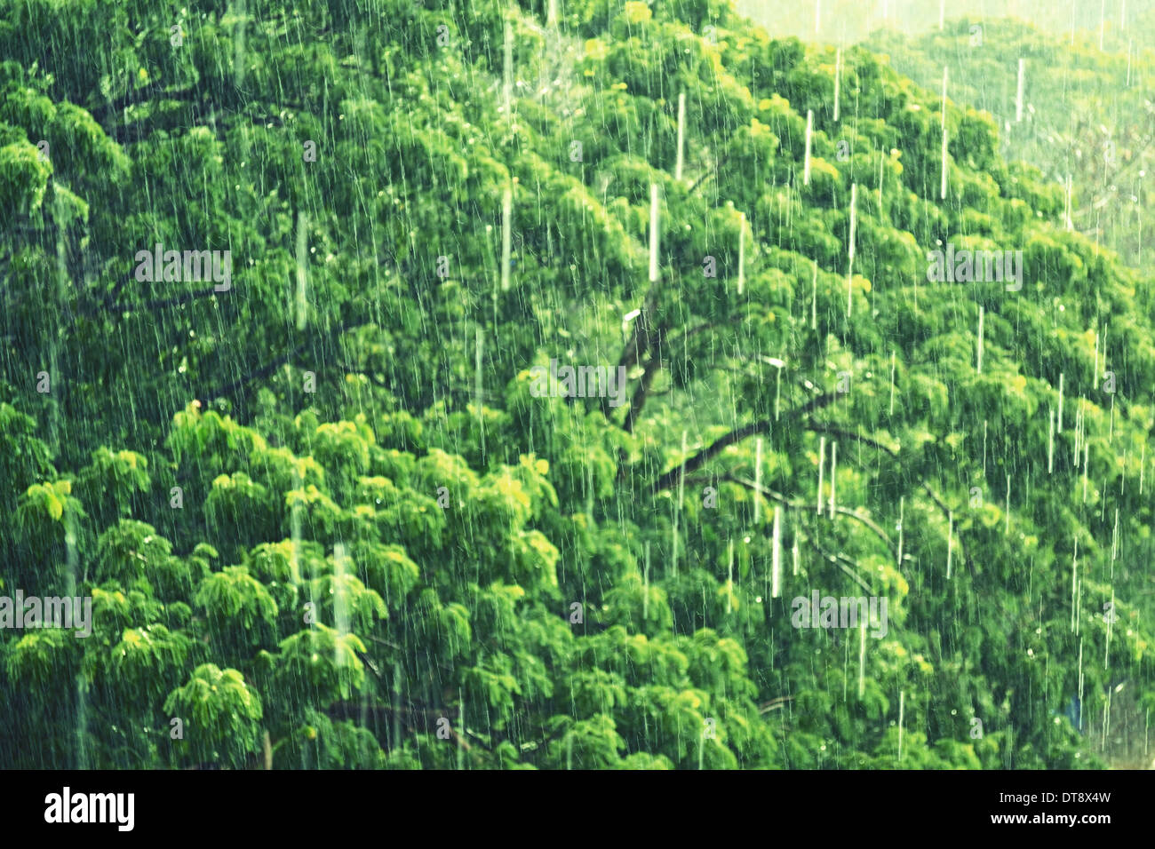 It was raining in the forest among the trees Stock Photo - Alamy