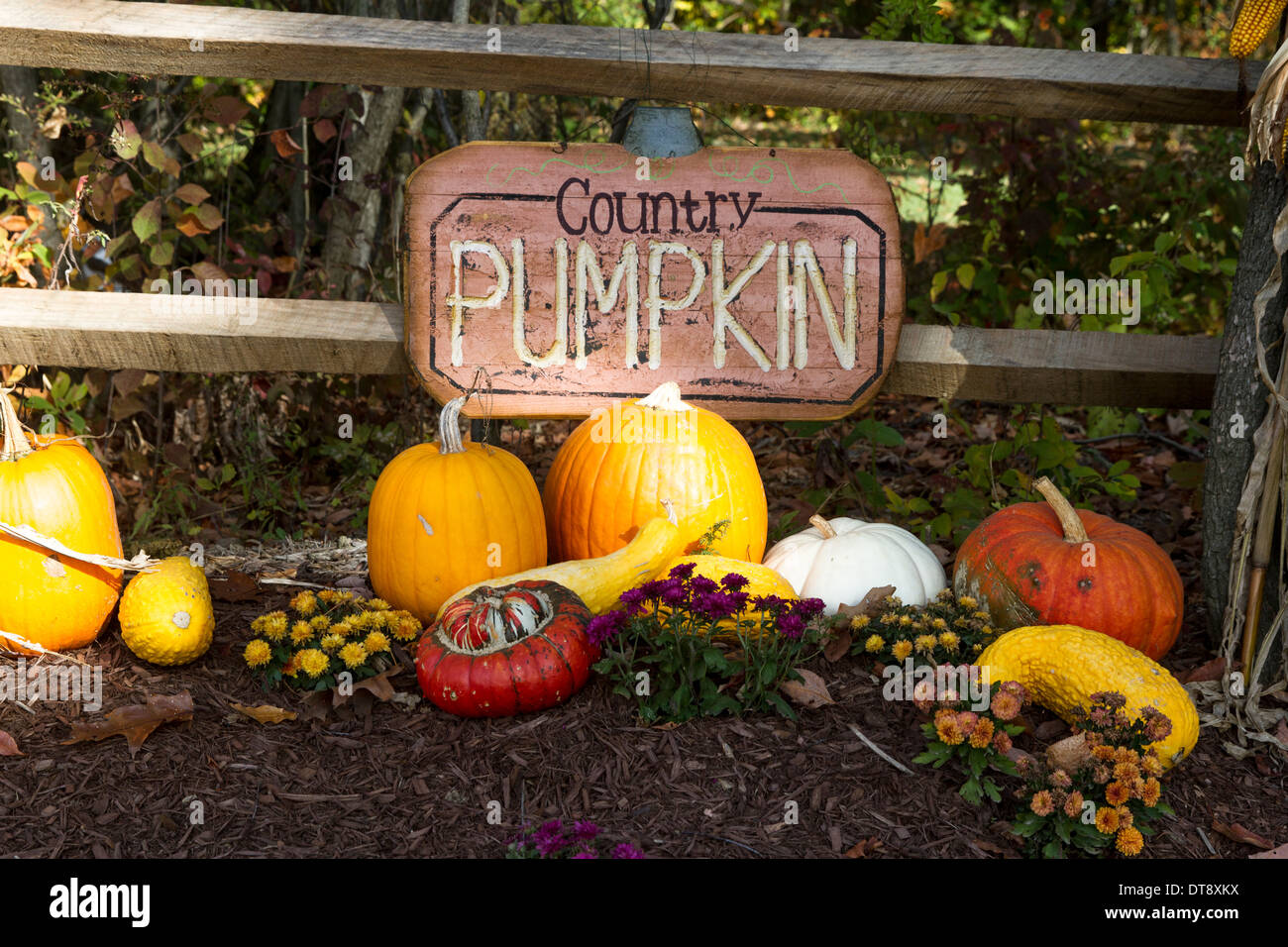 Country pumpkin hi-res stock photography and images - Alamy