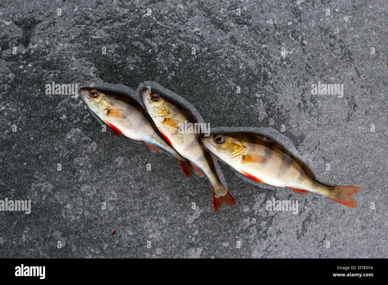 Small fish on ice hi-res stock photography and images - Alamy