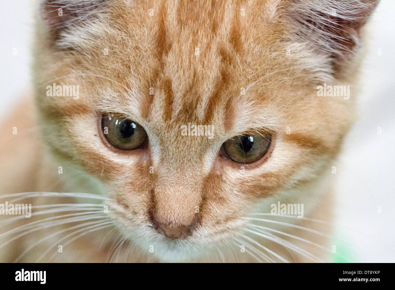 Yellow tabby at play hi-res stock photography and images - Alamy