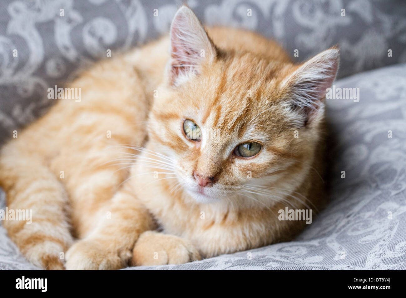 Yellow tabby at play hi-res stock photography and images - Alamy