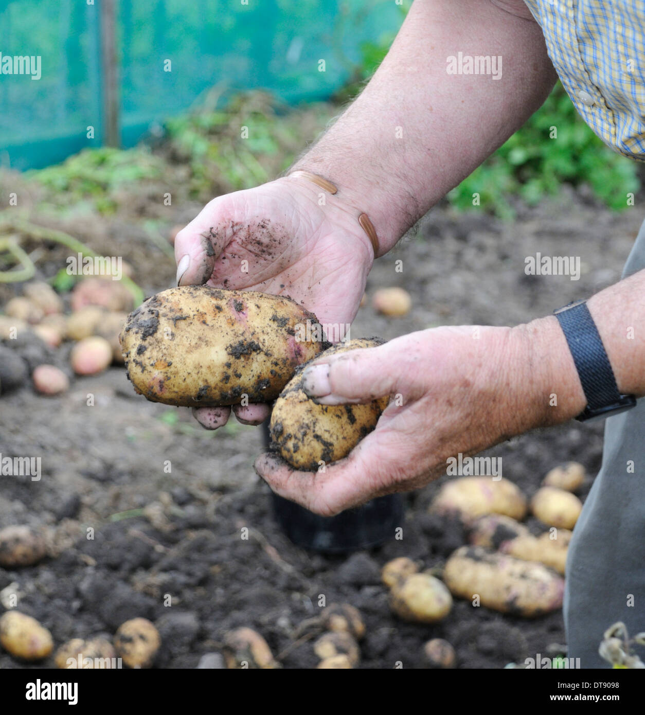 Elderly man holding freshly dug potatoes from his allotment Stock Photo ...