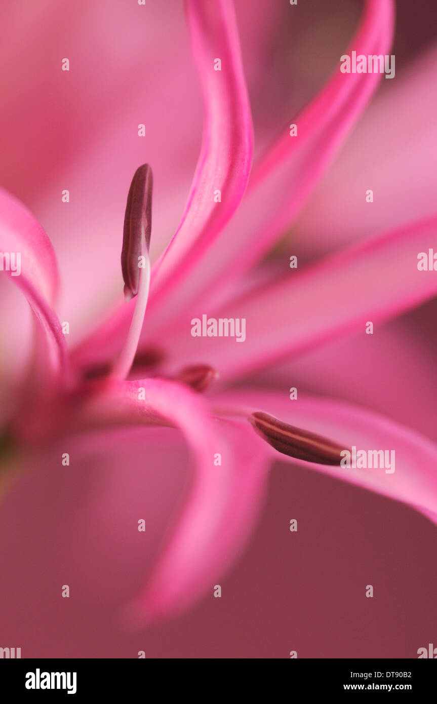 Pink visual hi-res stock photography and images - Alamy