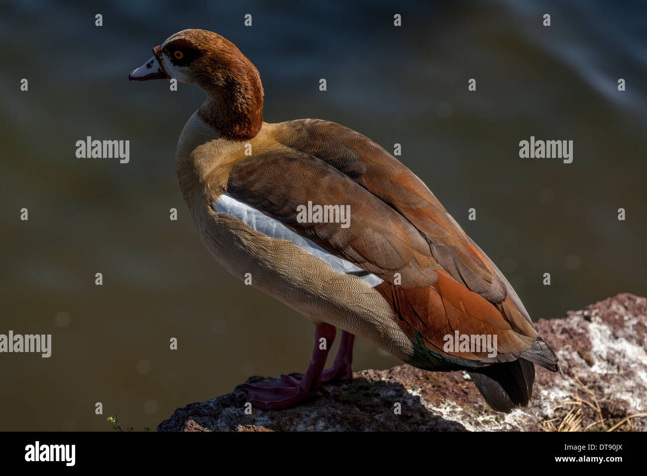 Ethiopian goose hi-res stock photography and images - Alamy