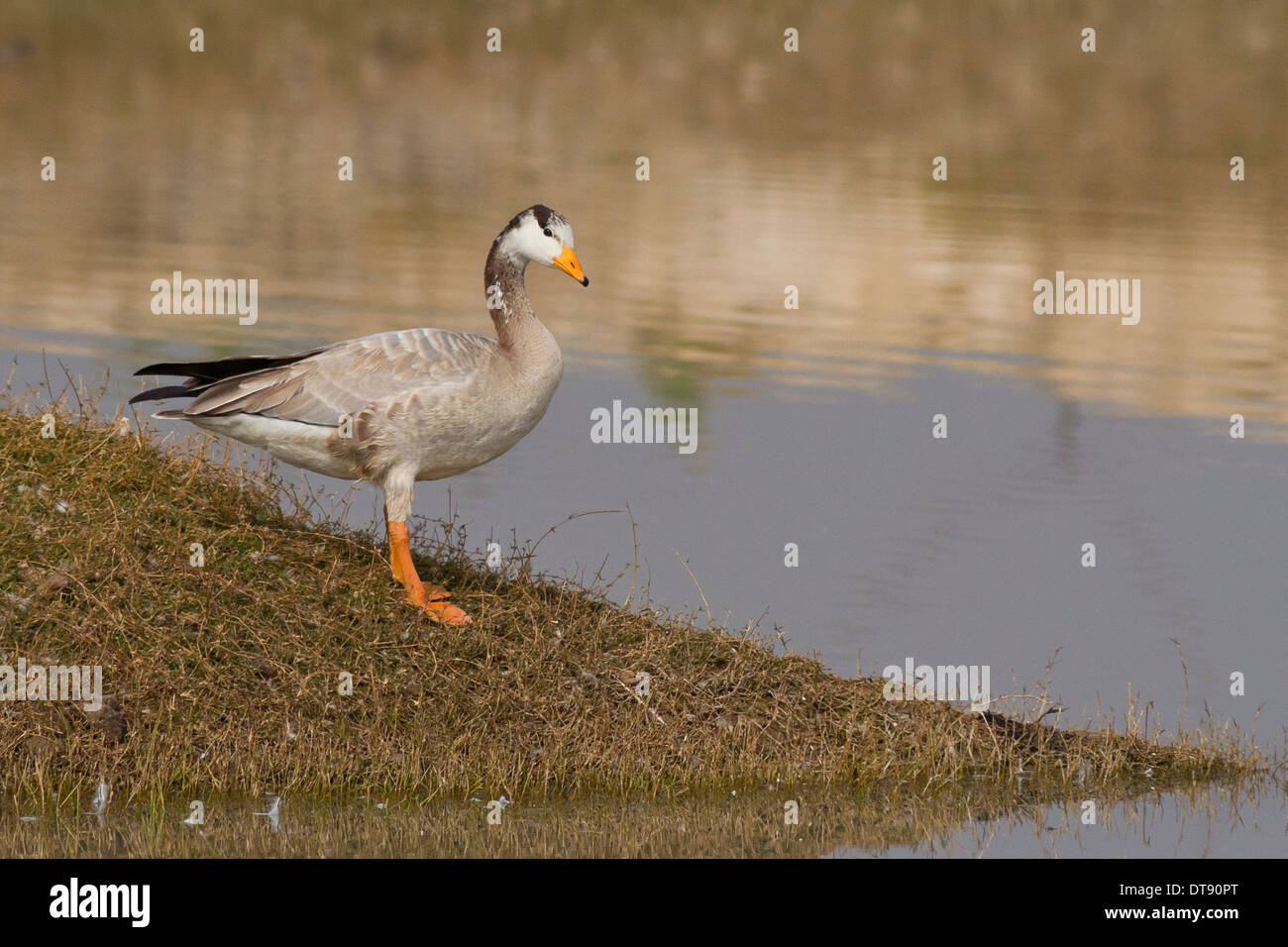 Bar-headed Goose (Anser indicus) near Taal Chhappar wildlife sanctuary ...