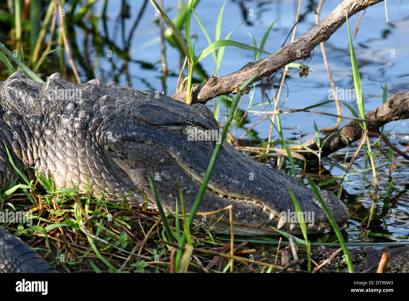 Alligator in everglades hi-res stock photography and images - Alamy