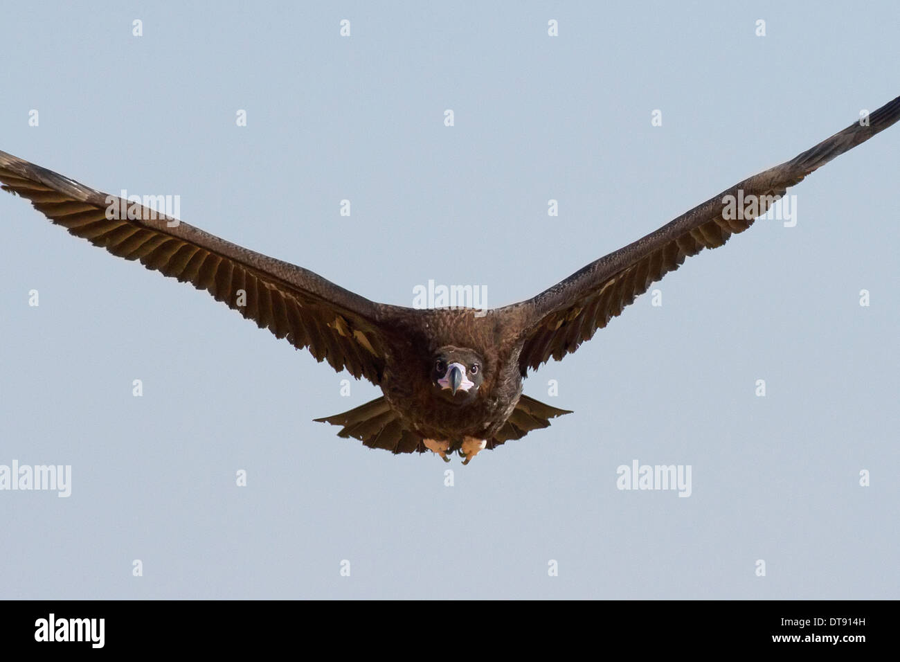 Vulture in desert of rajasthan hi-res stock photography and images - Alamy