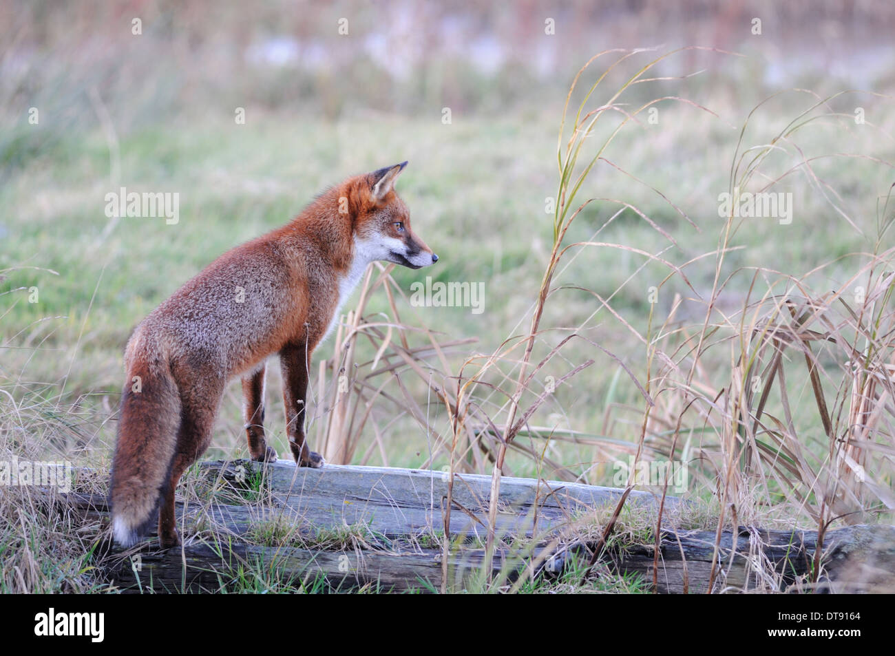Fox Standing High Resolution Stock Photography and Images - Alamy