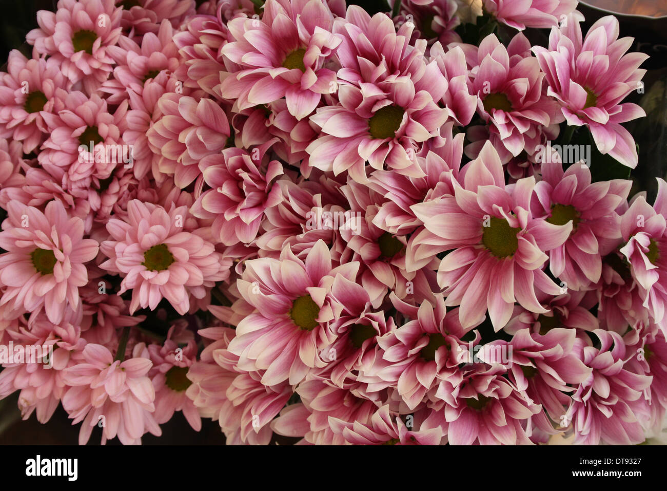 This is a picture of a lot of pink flowers Stock Photo - Alamy