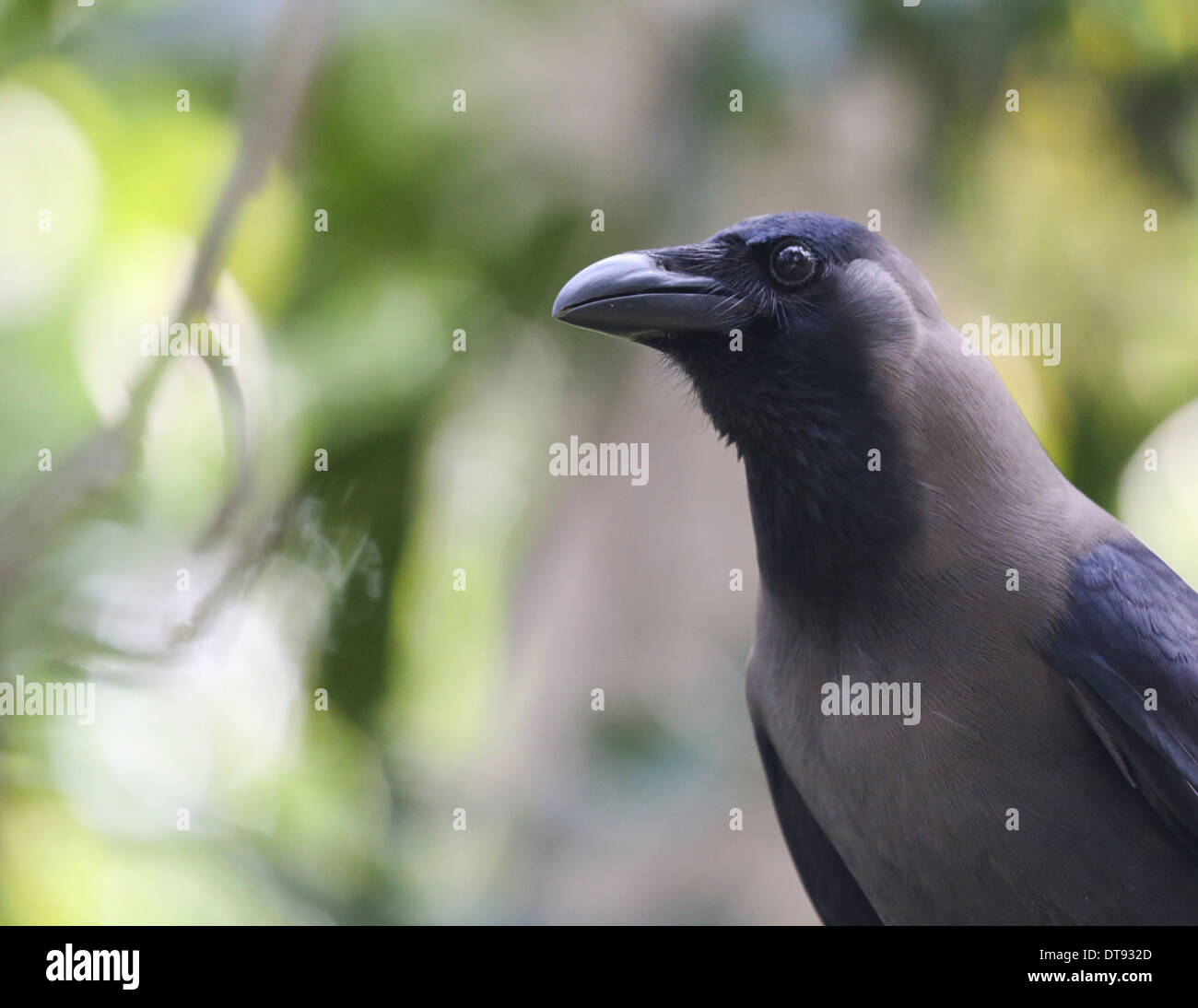 Dickey house hi-res stock photography and images - Alamy