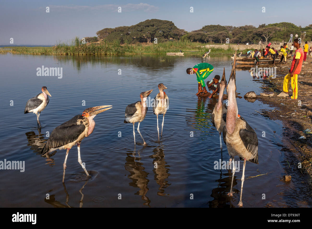 Marabou Storks At The Fish Market, Lake Hawassa, Hawassa, Ethiopia ...