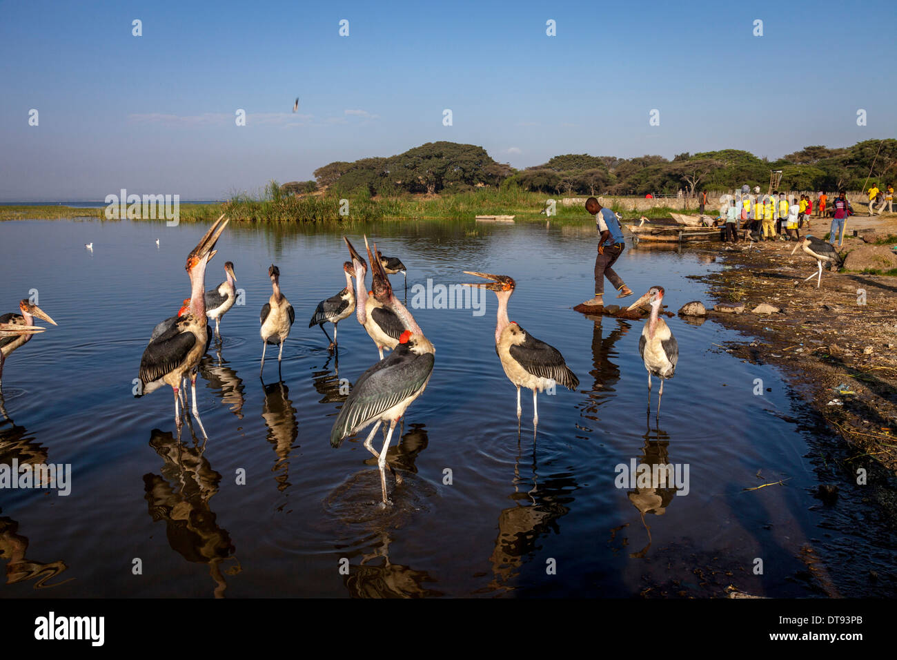 Marabou Storks At The Fish Market, Lake Hawassa, Hawassa, Ethiopia ...