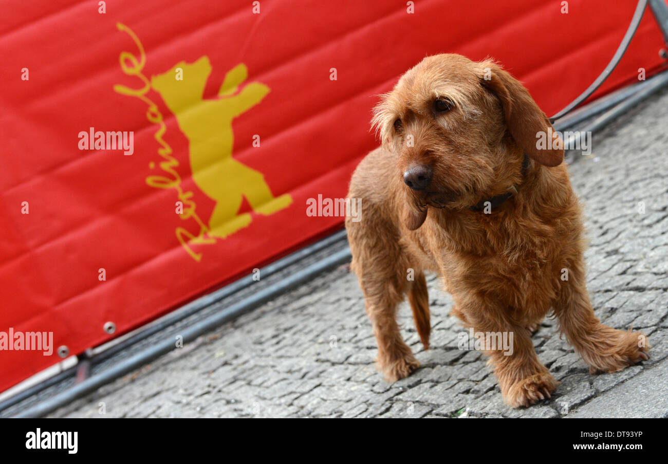 Berlin, Germany. 12th Feb, 2014. Dog Fleur looks in on the red carpet ...