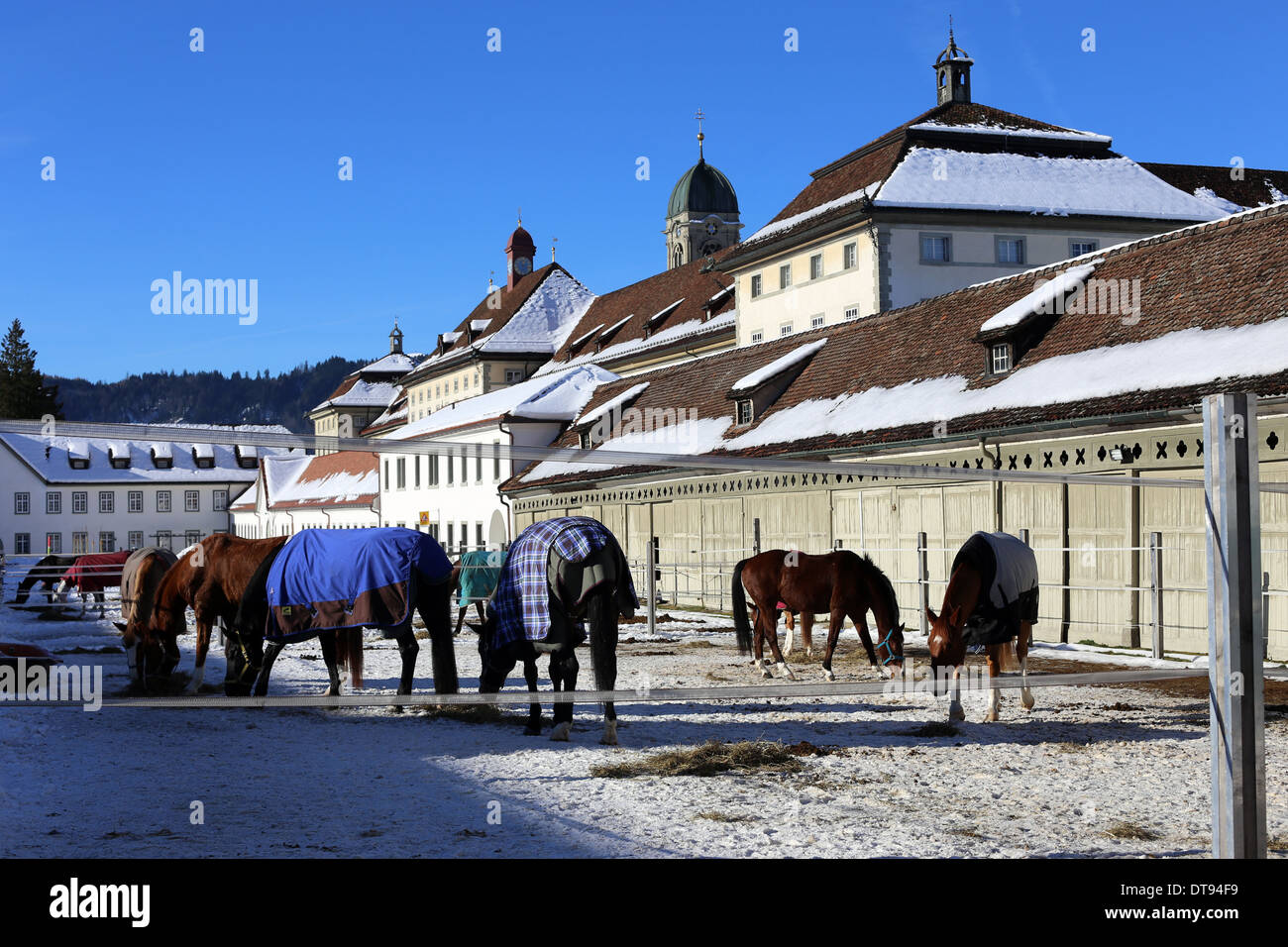 Horses in a stall Stock Photo - Alamy