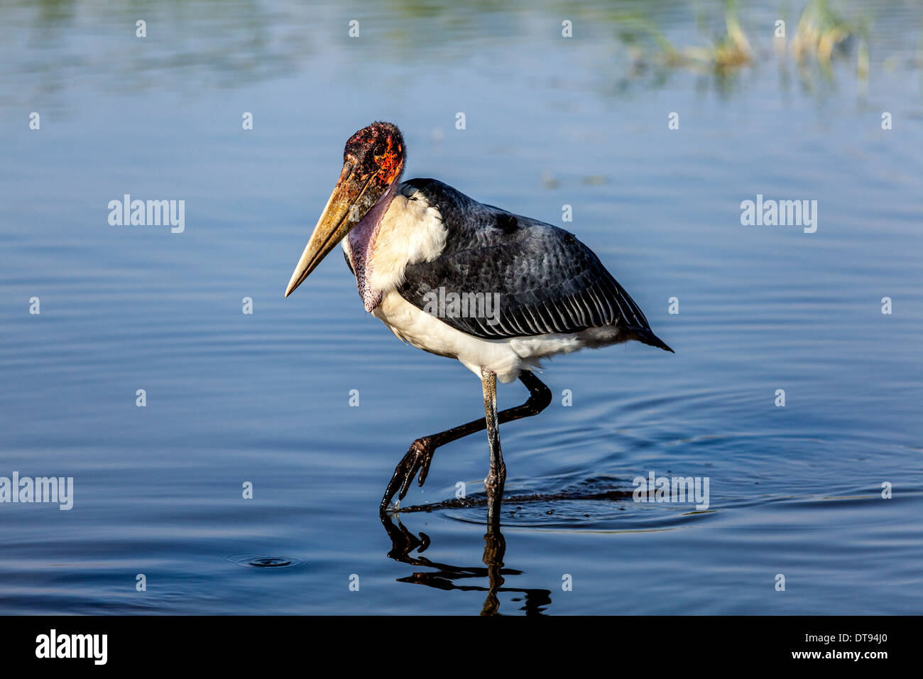 Marabou stork leptoptilos crumeniferus fish hi-res stock photography ...