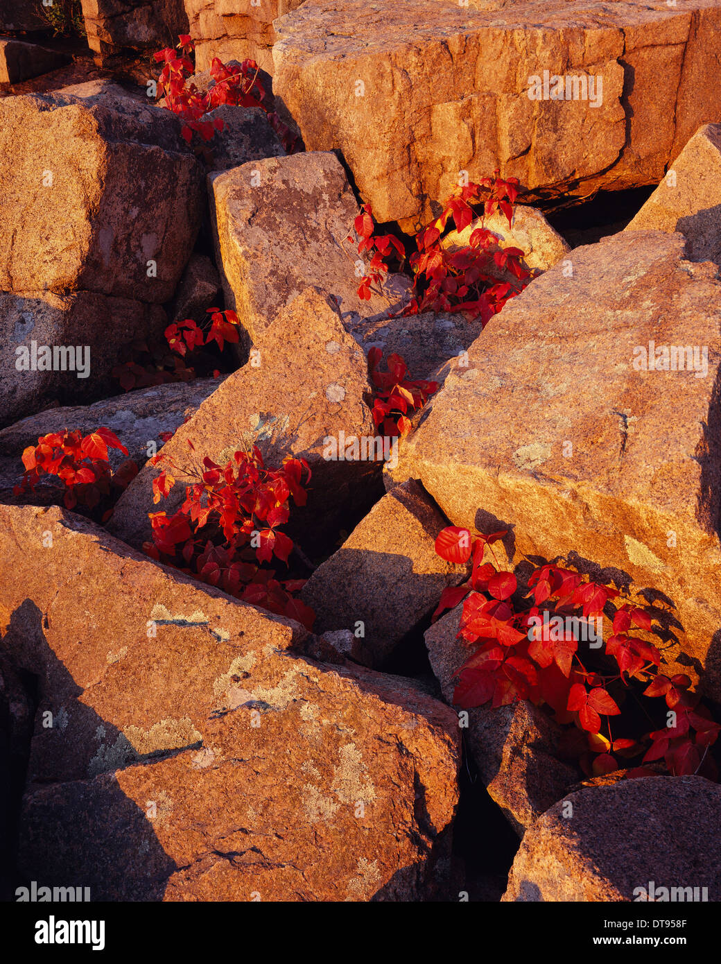 Thunder Hole Poison Ivy Sunrise Stock Photo - Alamy