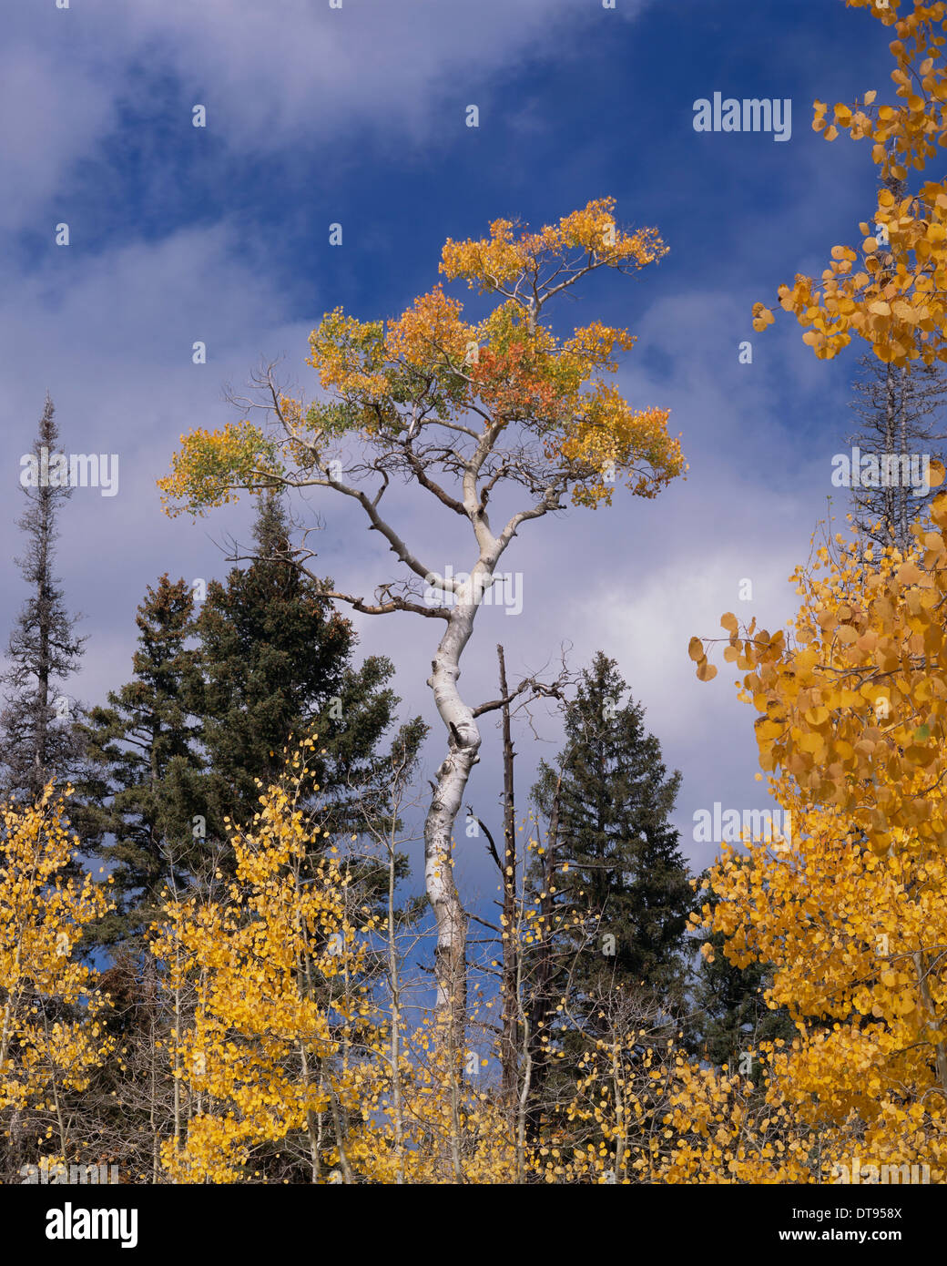 Tri-Color Aspen V Stock Photo - Alamy