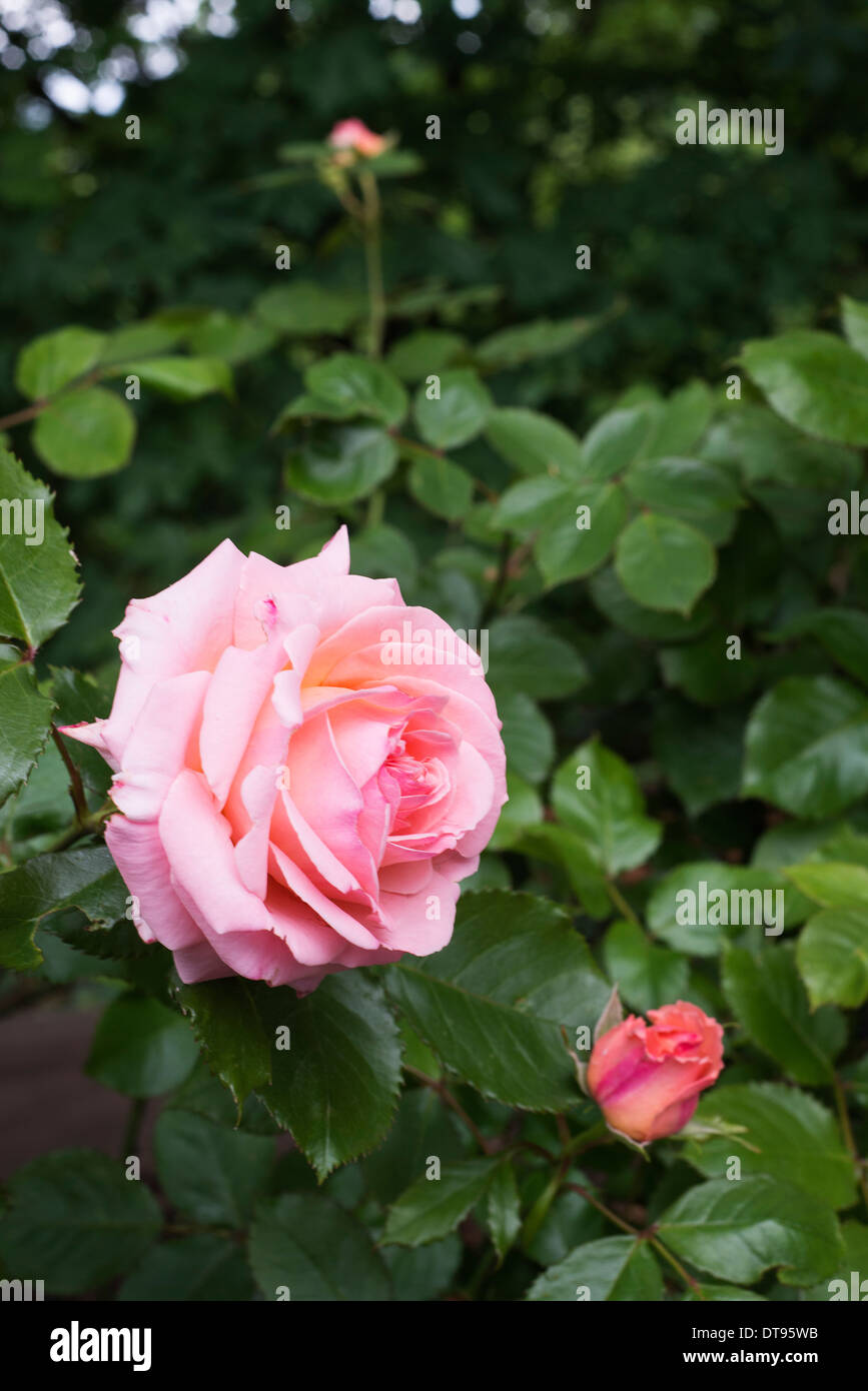 A pink rose growing in a garden Stock Photo - Alamy