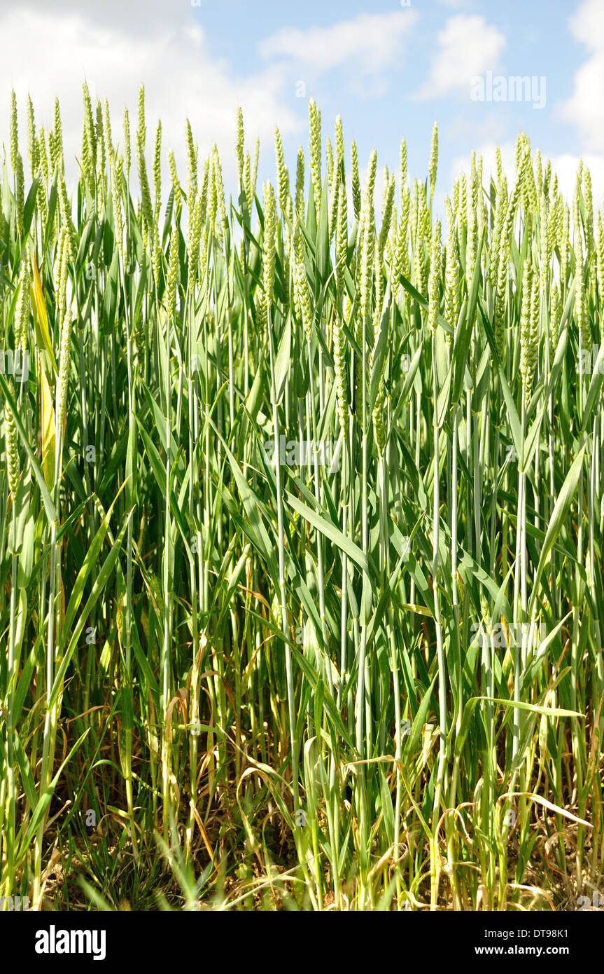 Haver plant hi-res stock photography and images - Alamy