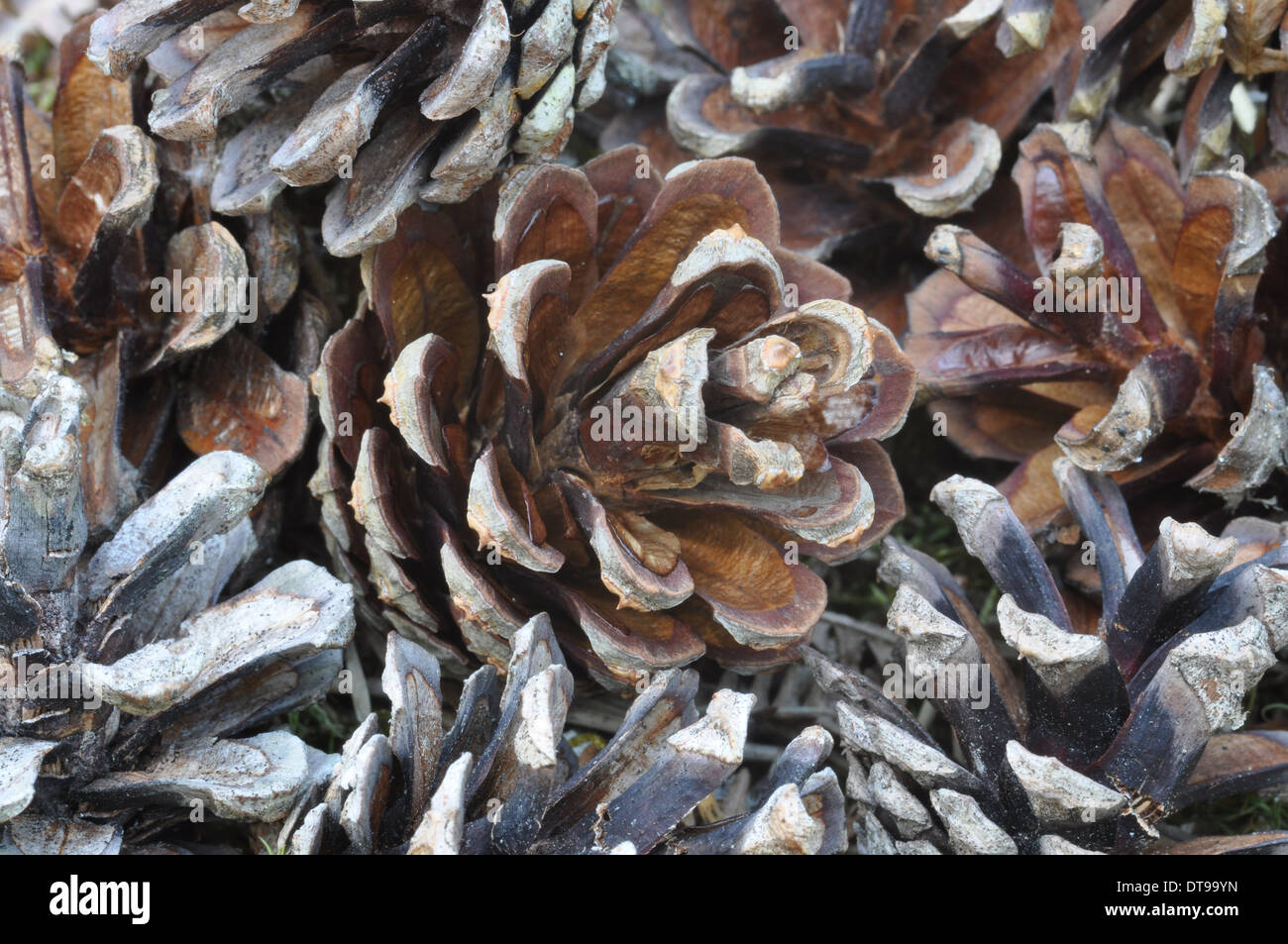 Pile of cones hi-res stock photography and images - Alamy