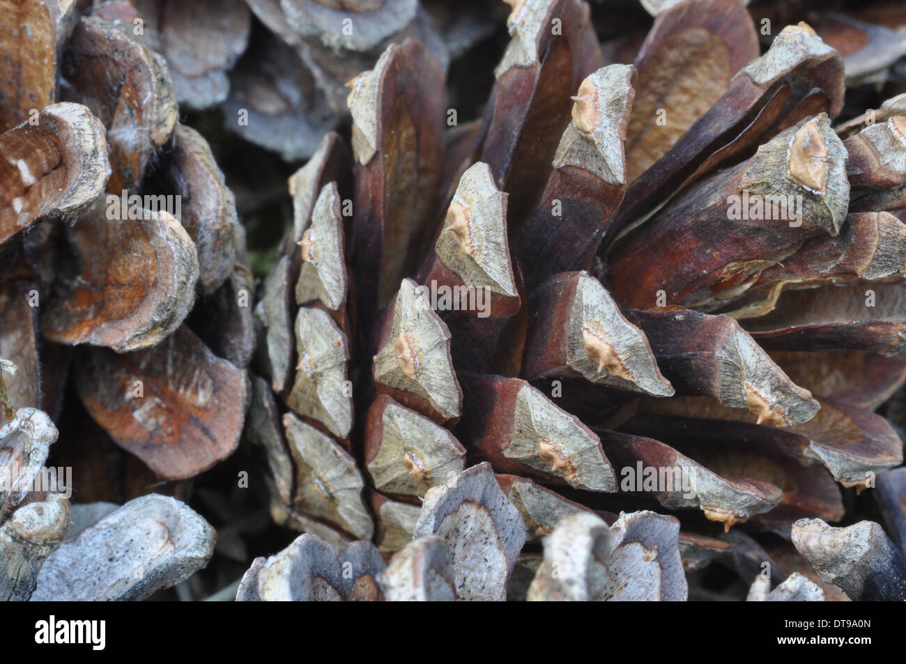 A close up picture of a pile of Pine Cones Stock Photo - Alamy