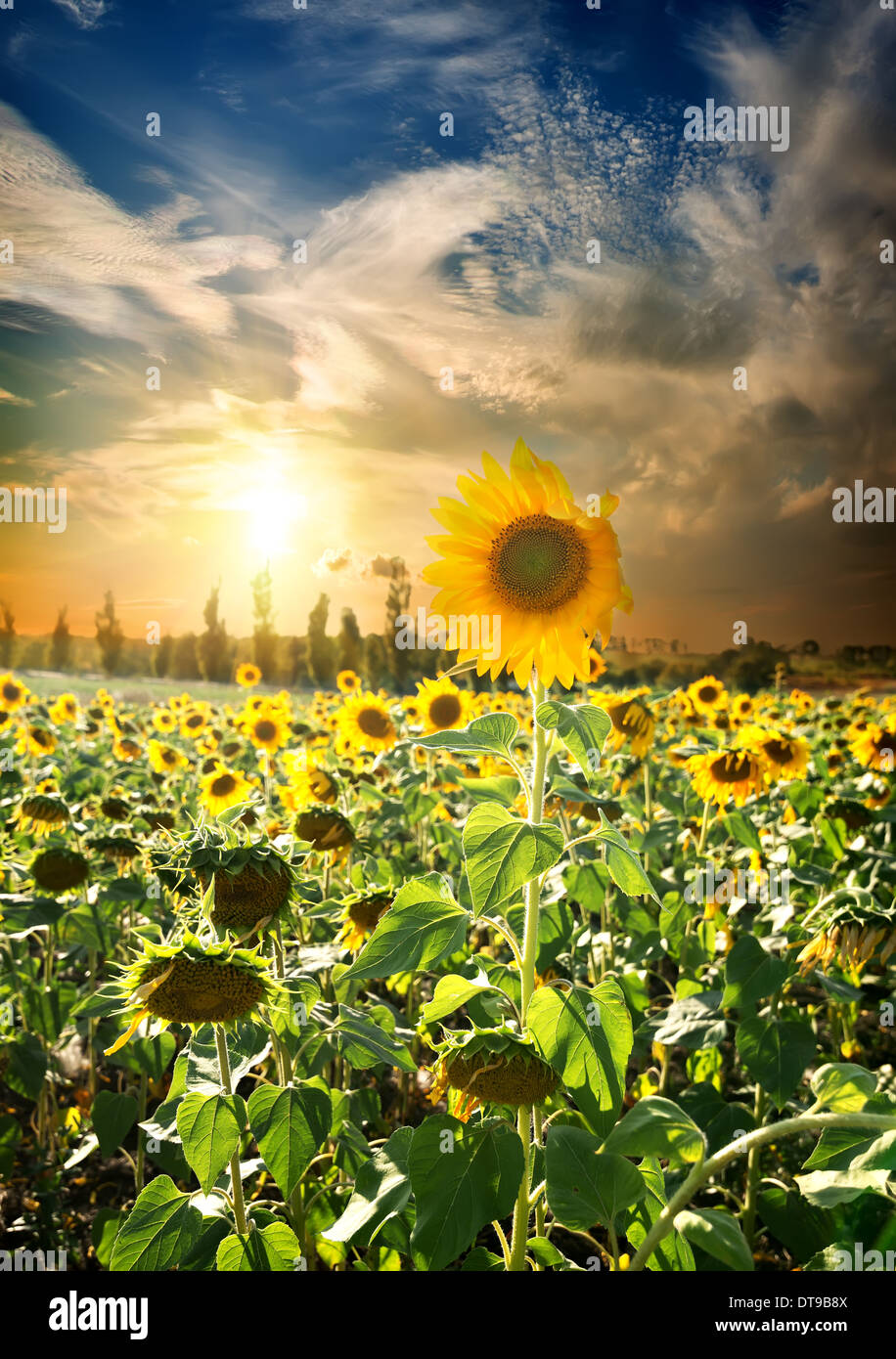 Field of blossoming sunflowers and beautiful sunset Stock Photo - Alamy