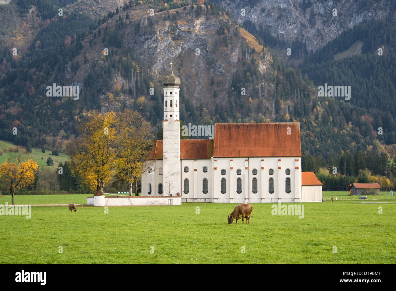 Church in a meadow with two cows, near the Neuschwanstein castle ...