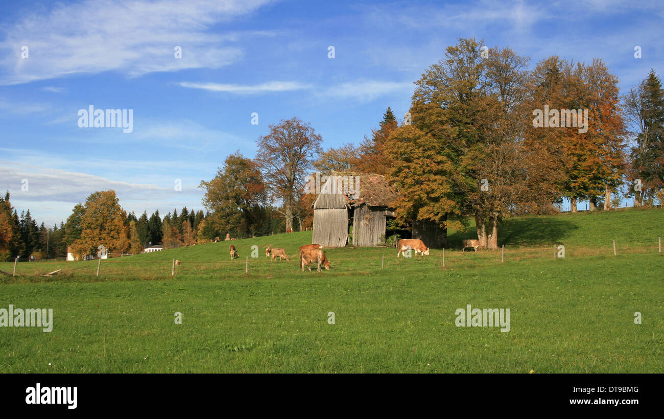 Cattle in a bavarian meadow, Germany Stock Photo - Alamy