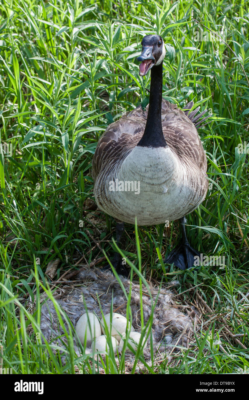 Canada goose nest hi-res stock photography and images - Alamy