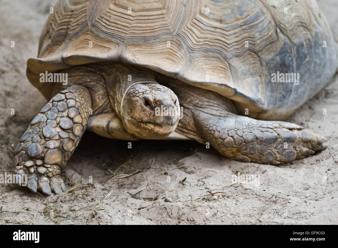 Old turtle hi-res stock photography and images - Alamy