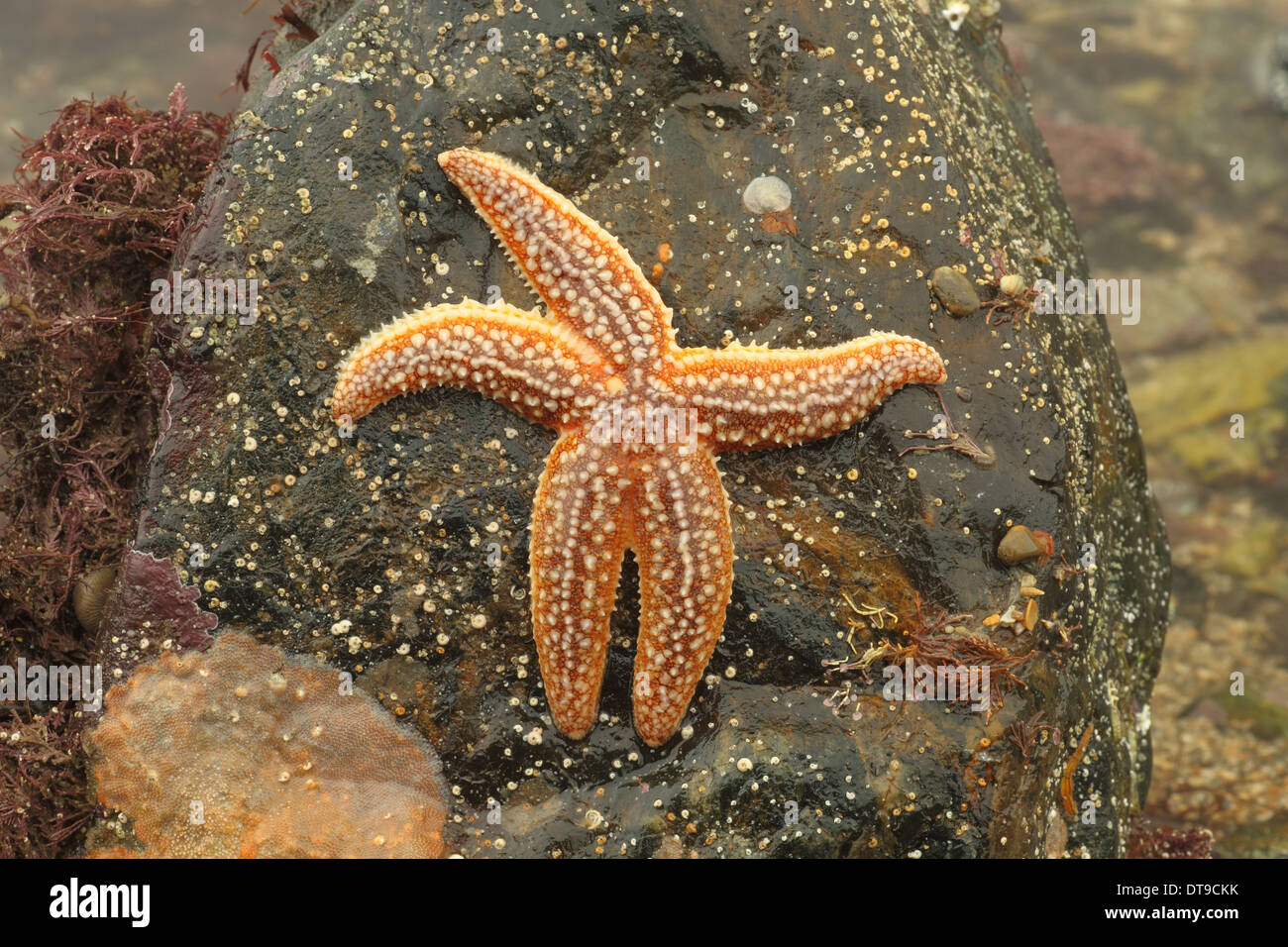 Common starfish hi-res stock photography and images - Alamy