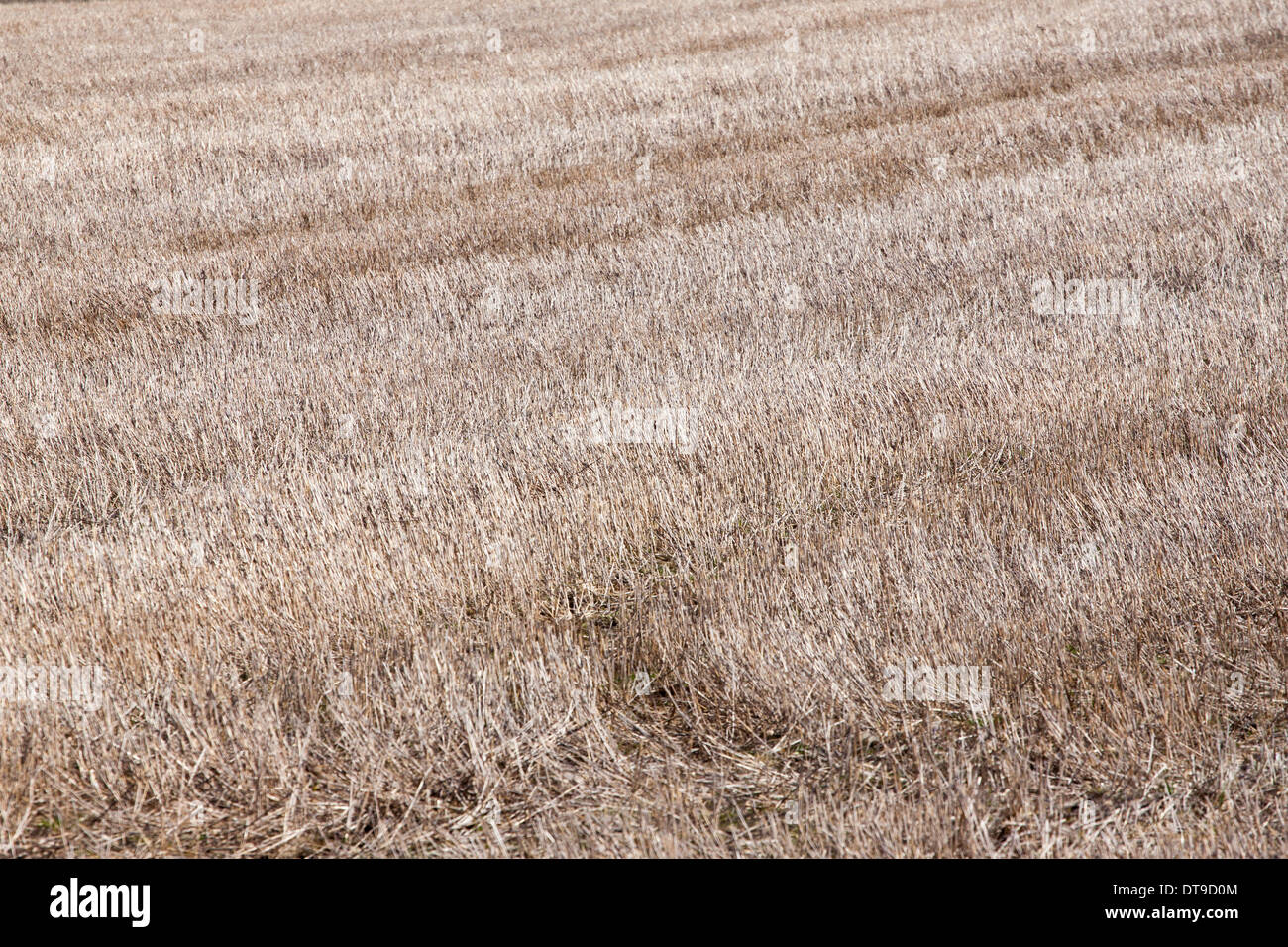 Pastoral harvest scene on a farm hi-res stock photography and images ...