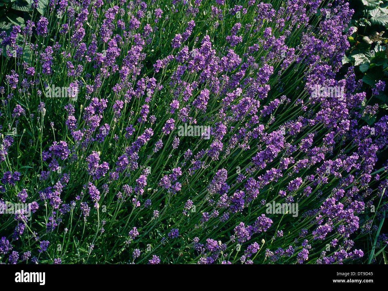 Blue fragrance hi-res stock photography and images - Alamy