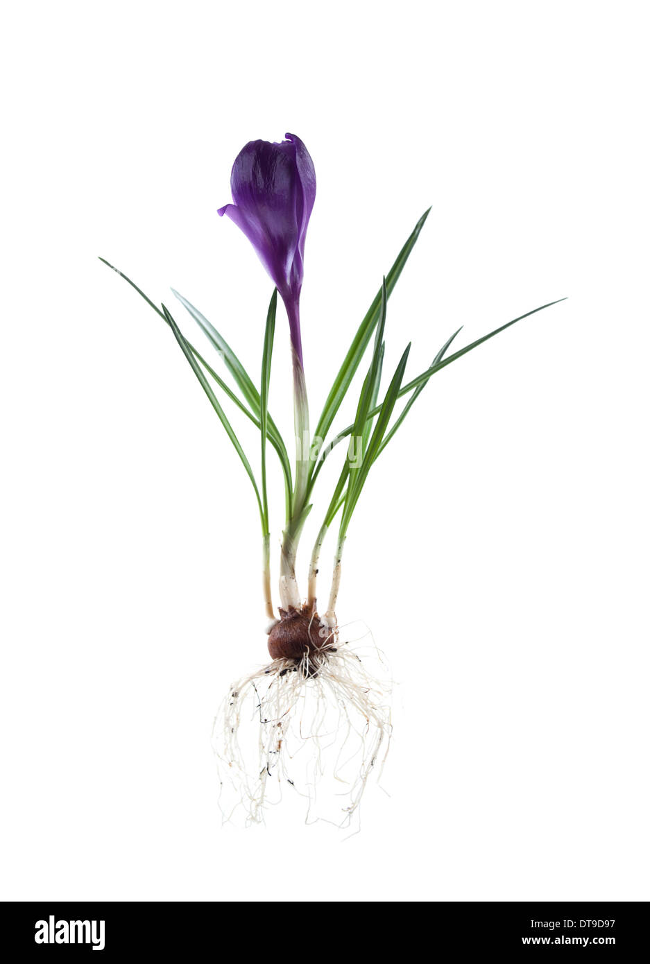 Plant flower roots hi-res stock photography and images - Alamy