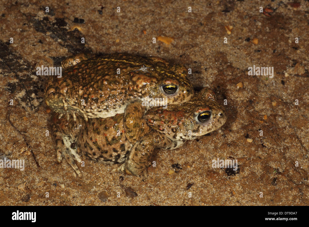 Natterjack toad hi-res stock photography and images - Alamy