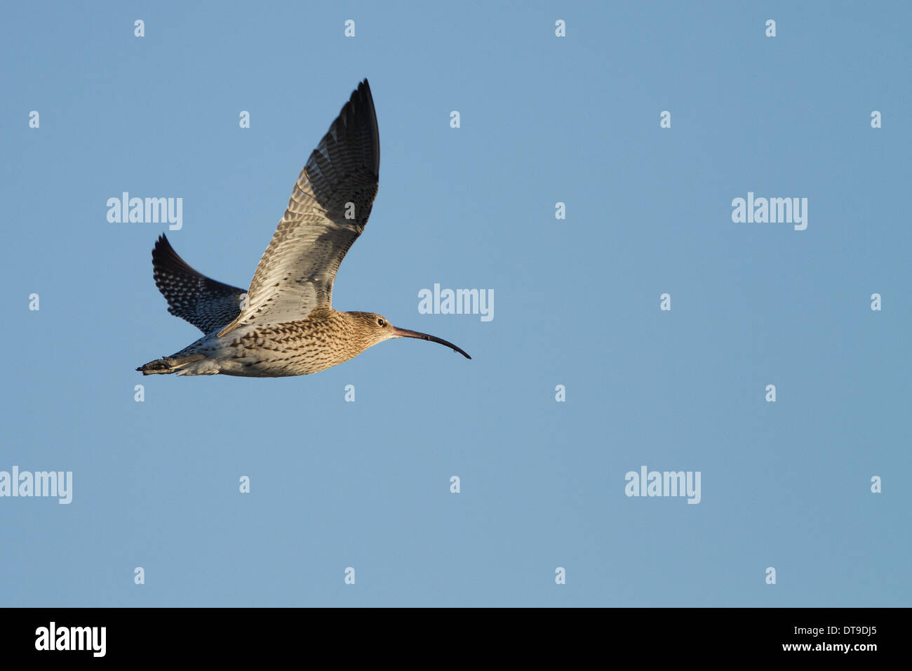Curlew in flight hi-res stock photography and images - Alamy
