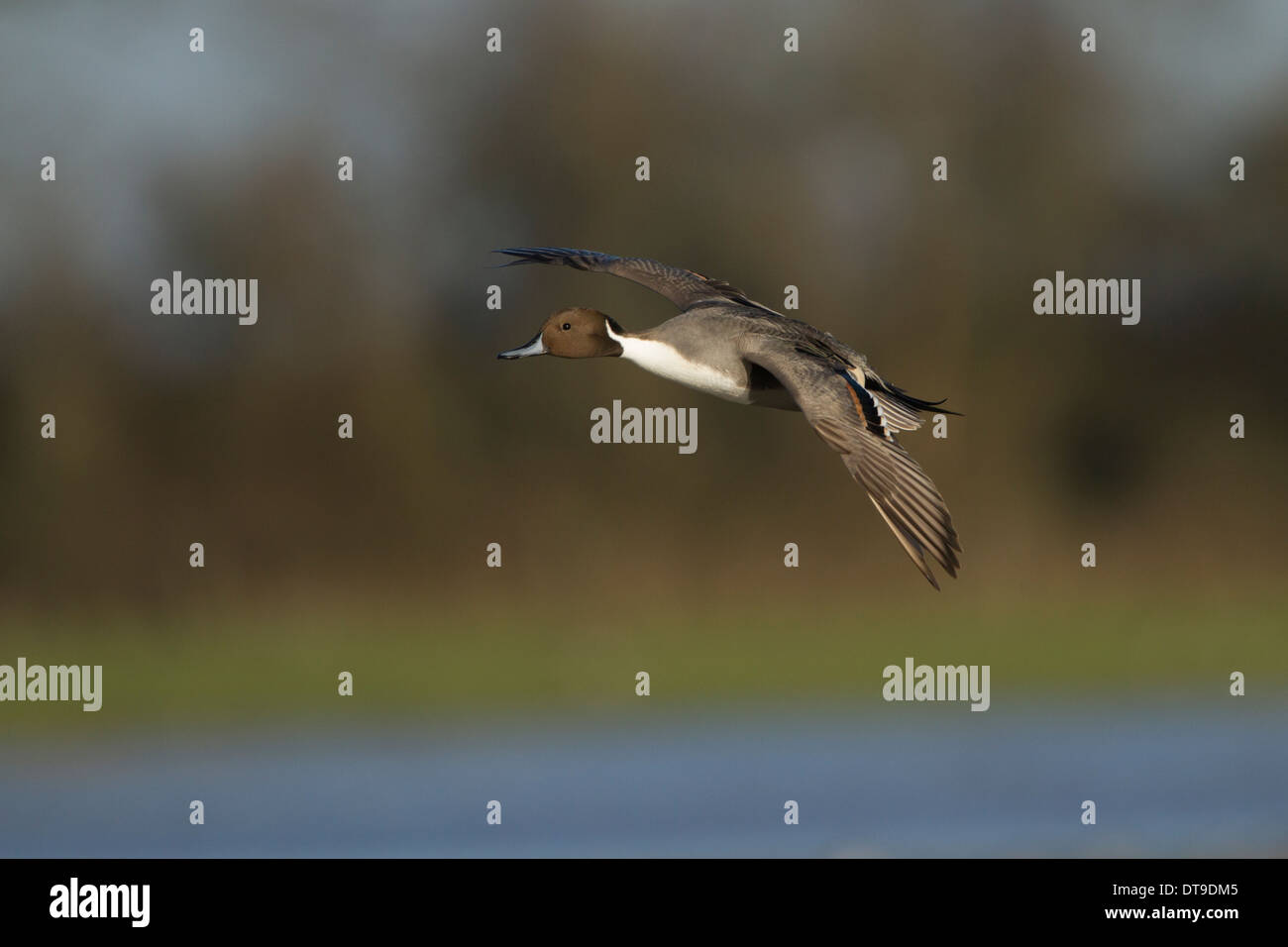 Pintail landing hi-res stock photography and images - Alamy