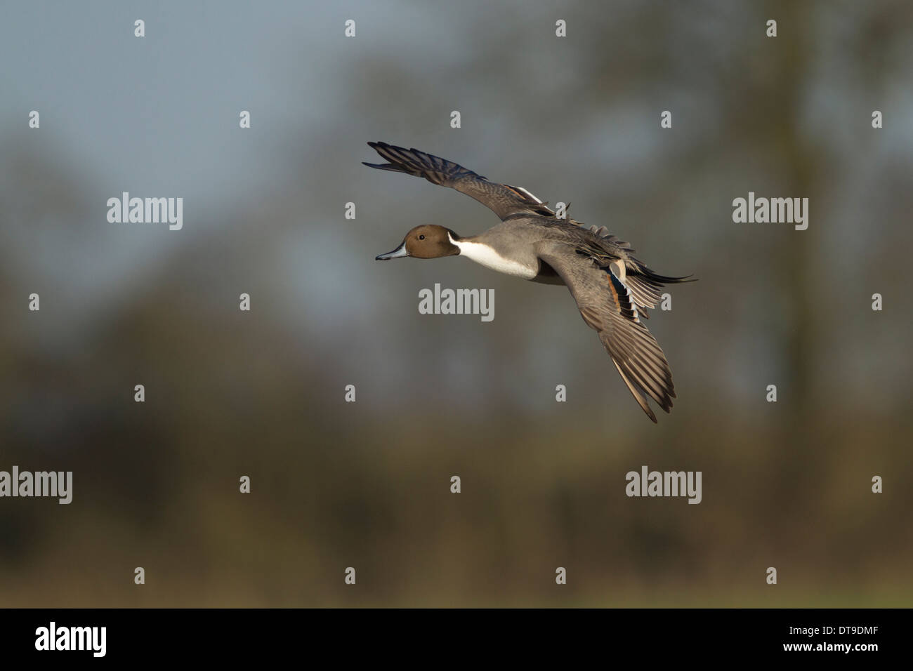 Northern pintail drake flight hi-res stock photography and images - Alamy