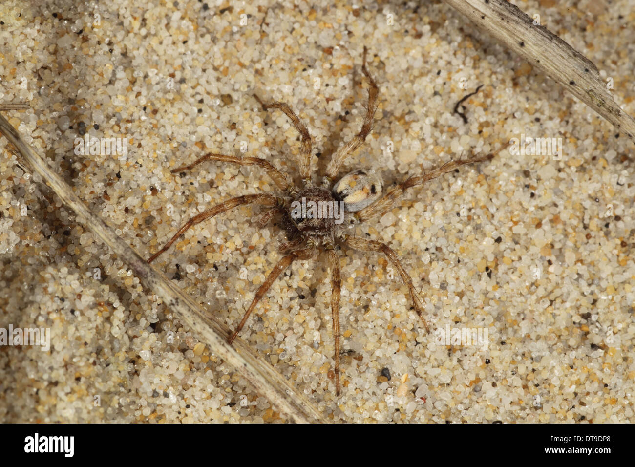 Sand Wolf Spider, Arstosa perita, on dune, Hengistbury head Dorset UK ...