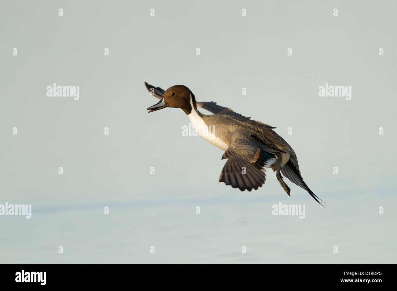 Northern pintail drake flight hi-res stock photography and images - Alamy
