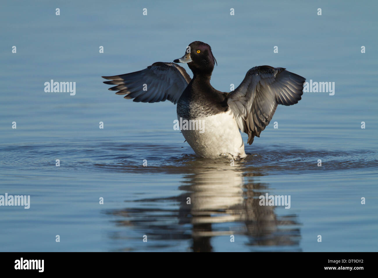 Wing stretching hi-res stock photography and images - Alamy
