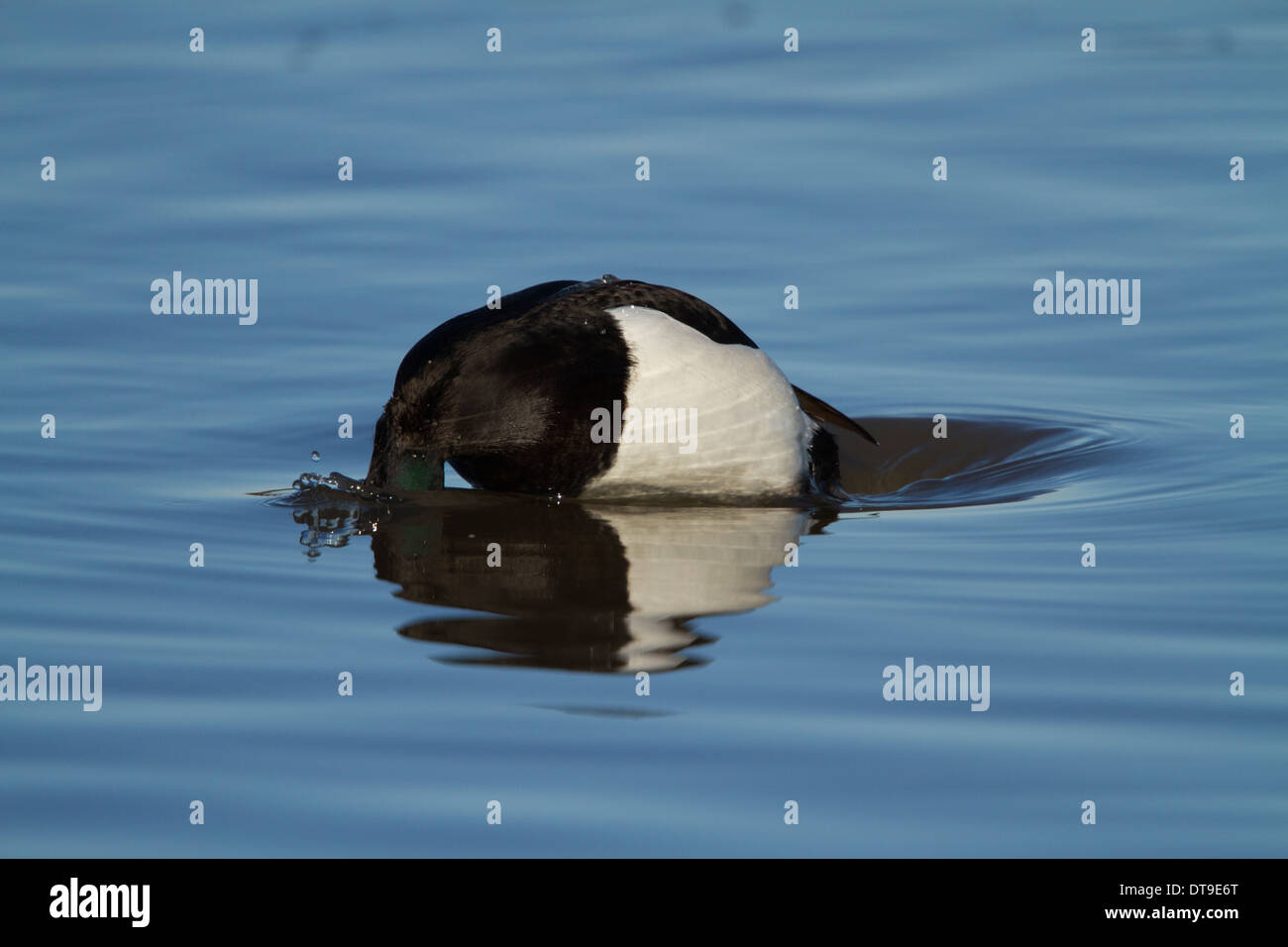Tufted Duck (Aythya fuligula), adult male, diving sequence 5 of 8 ...