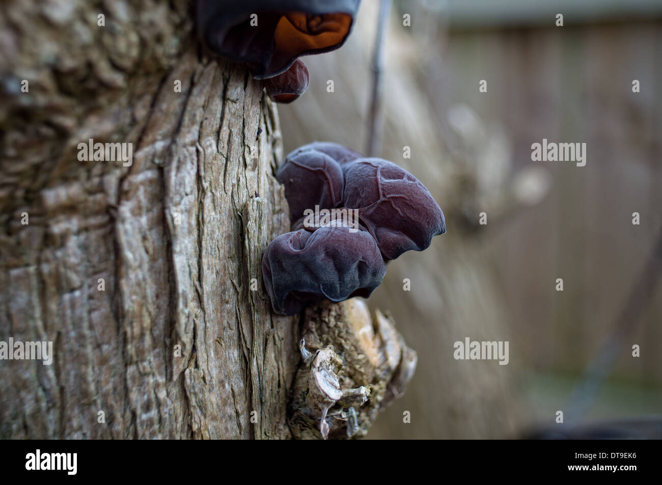 Purple Tree Fungus Stock Photo - Alamy