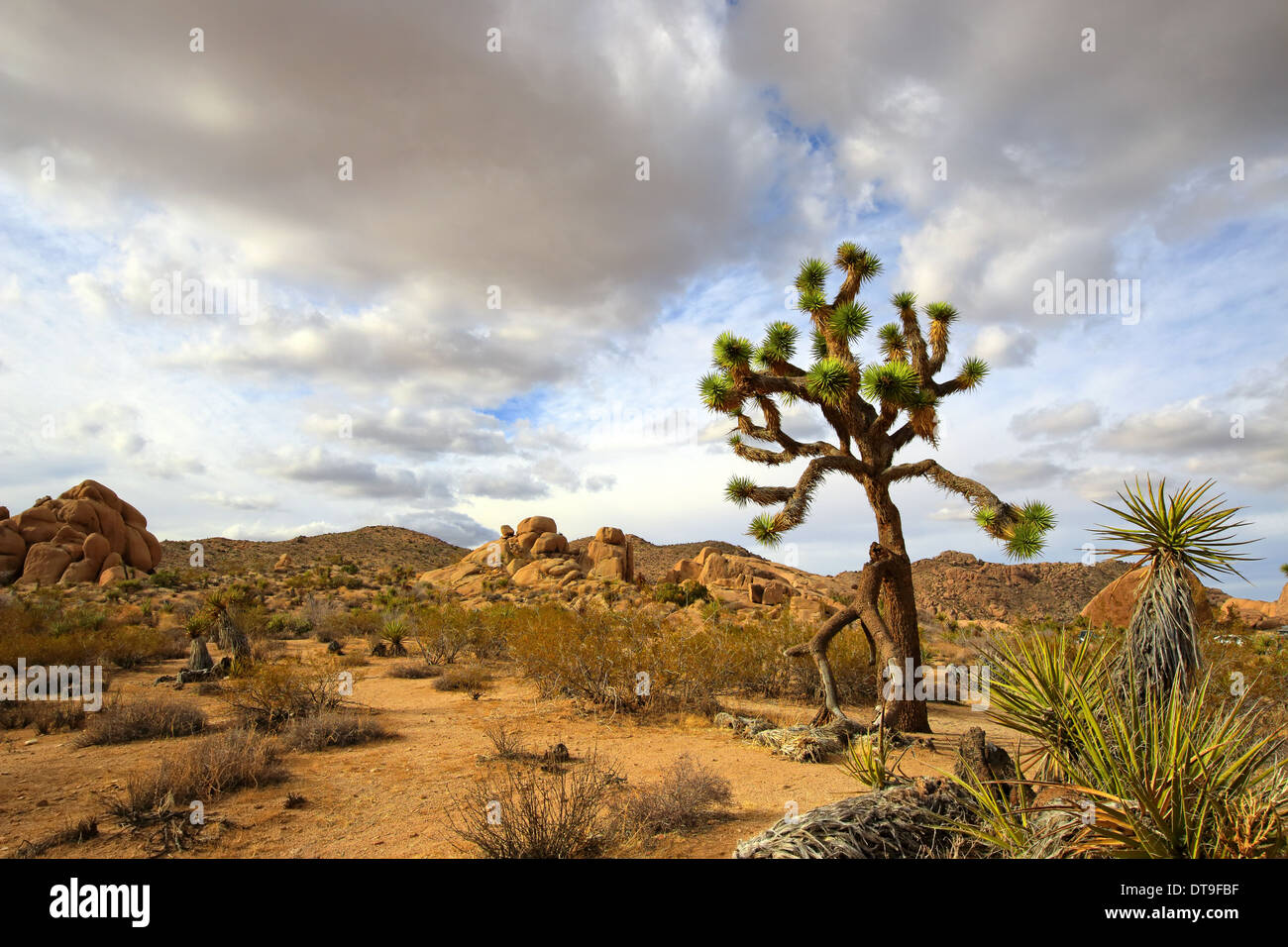Joshua tree and inselbergs in Mojave Desert, Joshua Tree National Park ...
