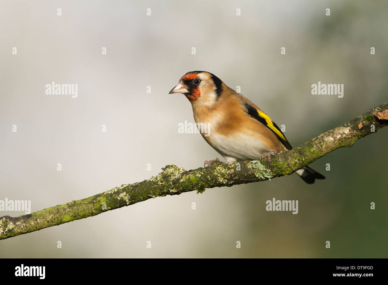 European Goldfinch (Carduelis carduelis), adult female, perched on a ...