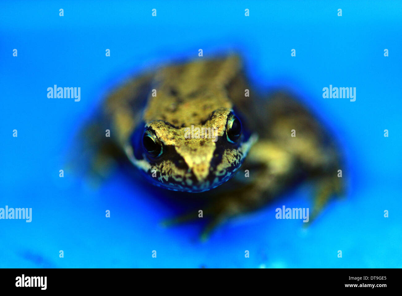 small frog looking into camera Stock Photo - Alamy