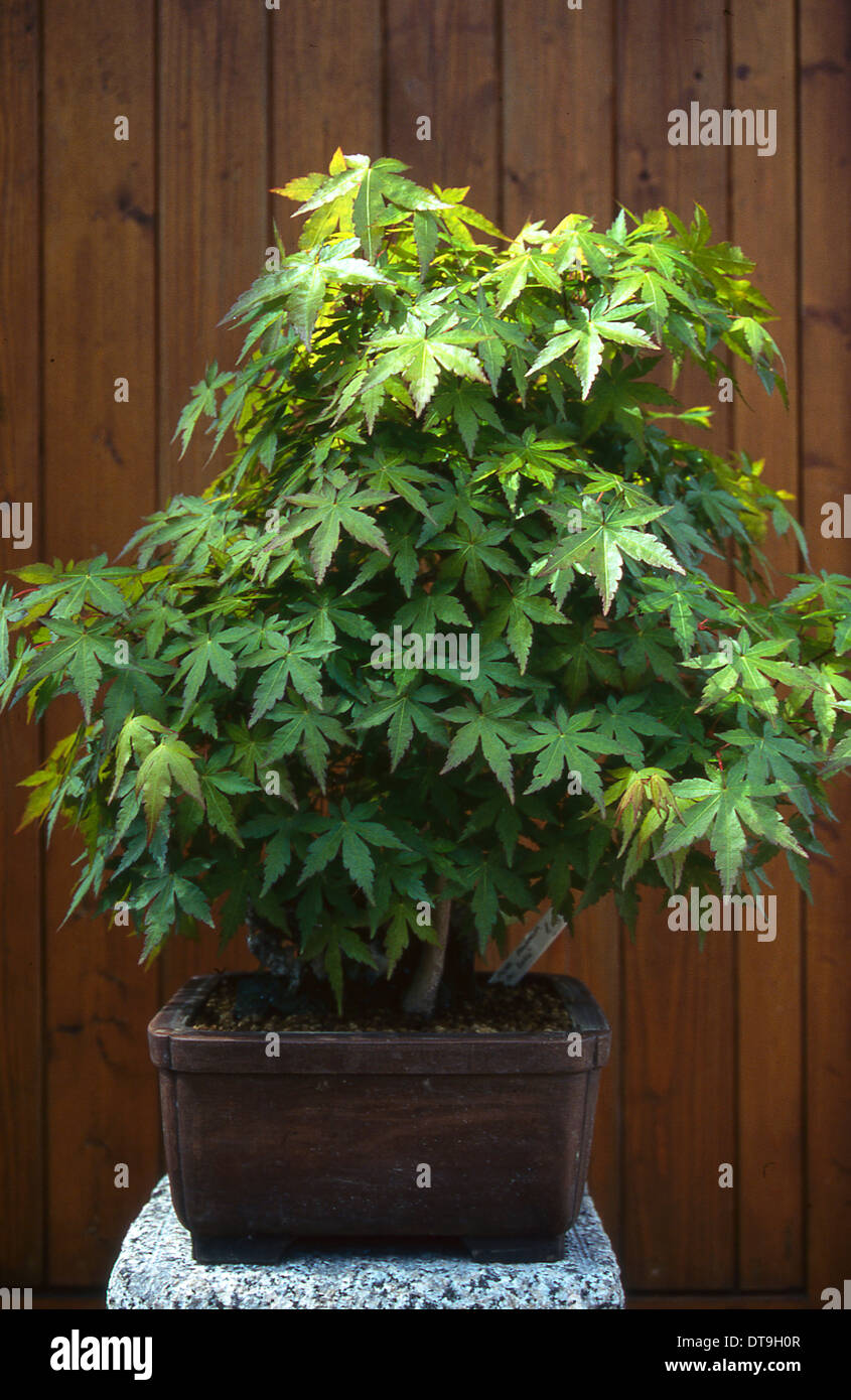 Bonsai tree - Acer Palmatum Stock Photo - Alamy